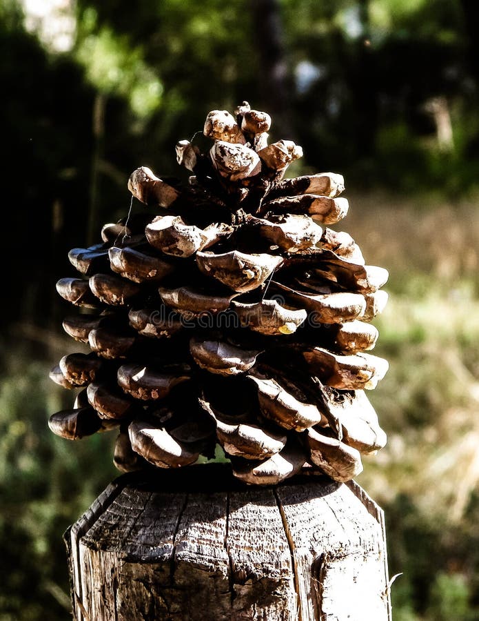 Pinecone of a tree stock photo. Image of close, forest - 285267338