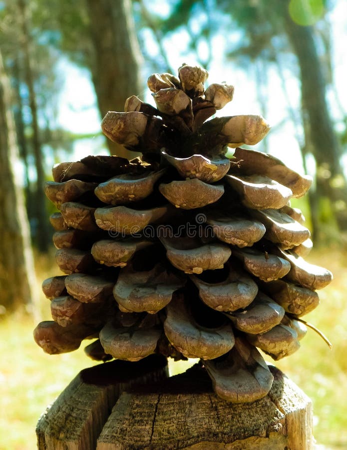 Pinecone of a tree stock photo. Image of environment - 348226026