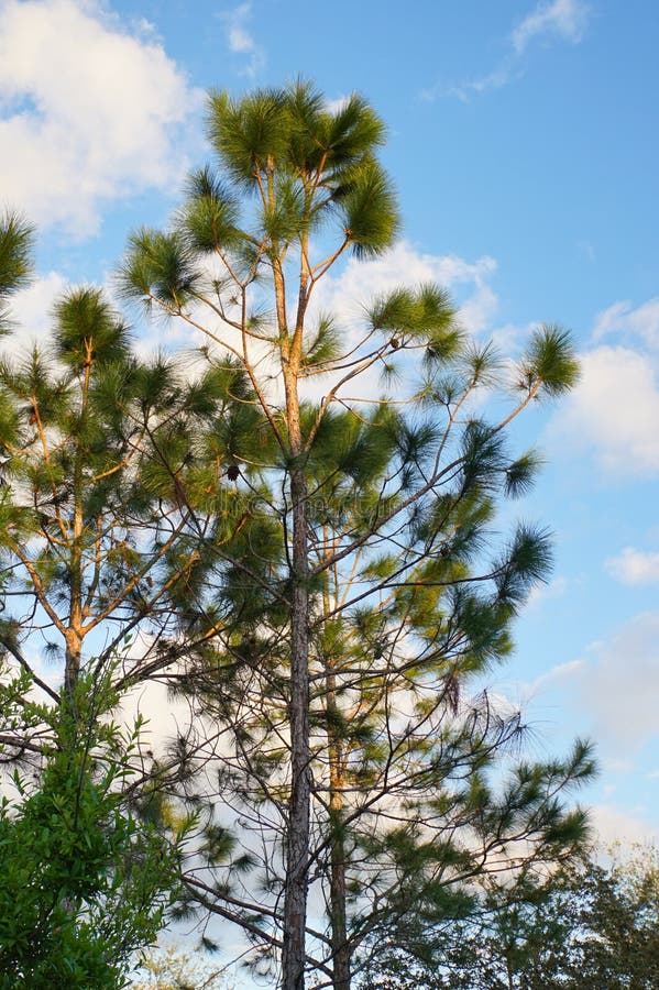 Pinecone on tree stock photo. Image of decoration, natural - 87228834