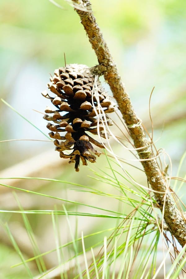 Pinecone. Cone of Pine. Fruit of Nature. Stock Image - Image of ...