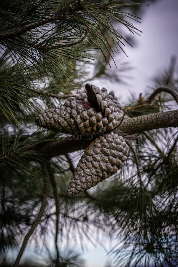 Pinecone on a Tree, Isolated Stock Image - Image of familiar, barrens ...