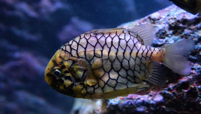 Pineconefish foto de archivo. Imagen de océano, pescados - 54923716