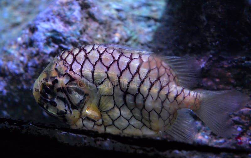 Pineconefish stock image. Image of aquarium, japonia - 54926595