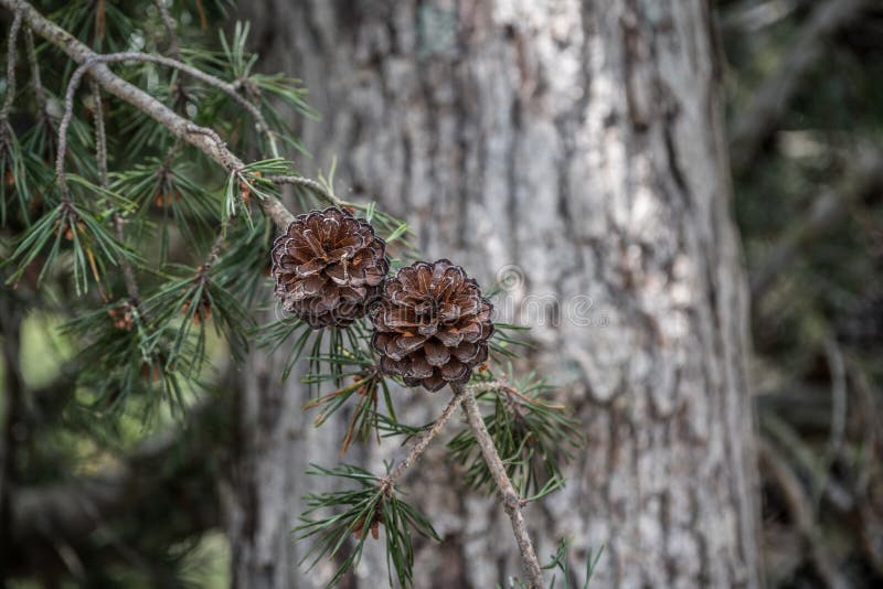 Pinecones Hanging on a Branch Stock Image - Image of background, opened ...