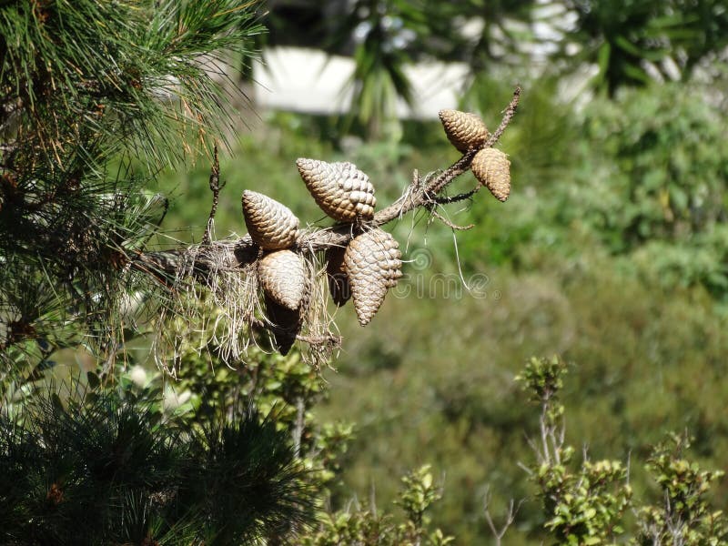 Pinecones stock image. Image of flower, nature, outside - 232274063