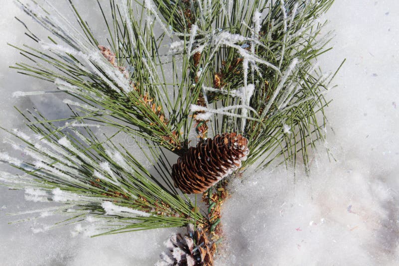 Pinecones and snow stock photo. Image of snow, holidays - 27776932