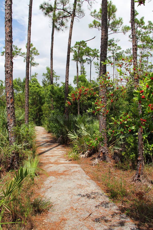Pinelands Trail stock photo. Image of forest, places - 27376382
