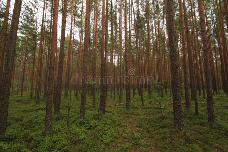 Pinery stock afbeelding. Image of schors, nave, afstand - 98530599