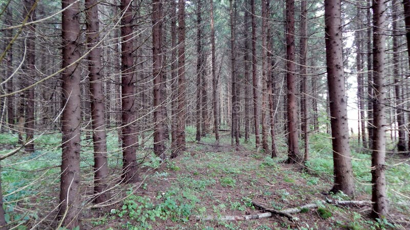 Pinery,beautiful forest stock image. Image of environment - 82672503