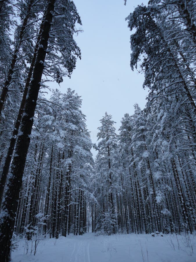 Pinery Cold Snowy Winter . 2 Stock Photo - Image of frost, walking ...
