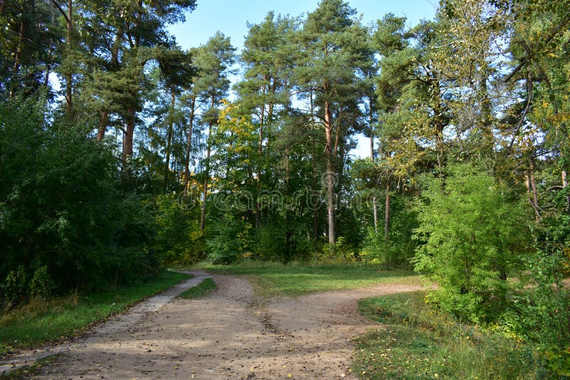 Pinery. Path Path in the Forest. Green Grass. Tall Trees. Sky. Stock ...