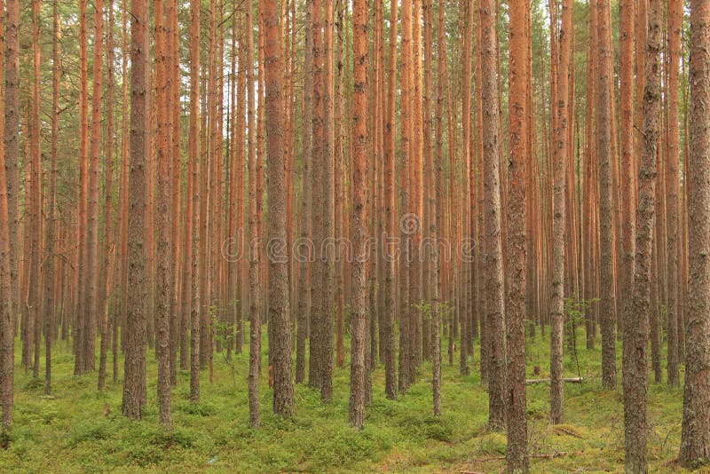 Pinery stock photo. Image of bark, clean, nature, coniferous - 97911836