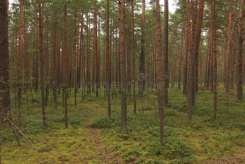 Pinery stock photo. Image of landscape, light, skylight - 98208576