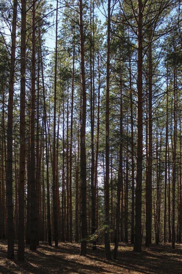 Pinery stock photo. Image of landscape, park, spring - 117085662