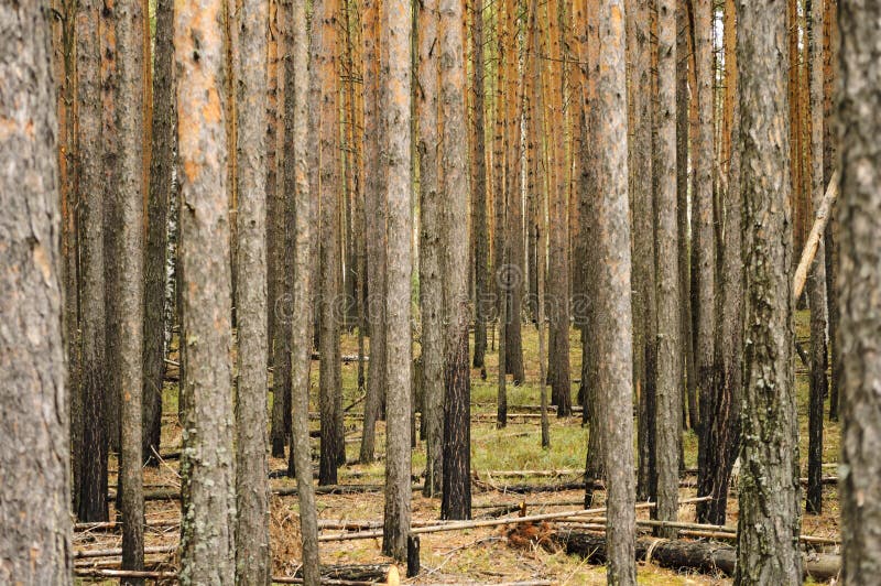 Pinery stock image. Image of boron, nature, tree, ecology - 97604687