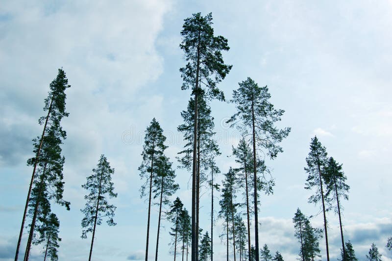 Pines stock image. Image of pine, spindly, thin, thinned - 1120077