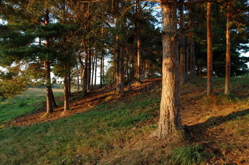 Pines stock photo. Image of pine, scenics, clear, forest - 4490386