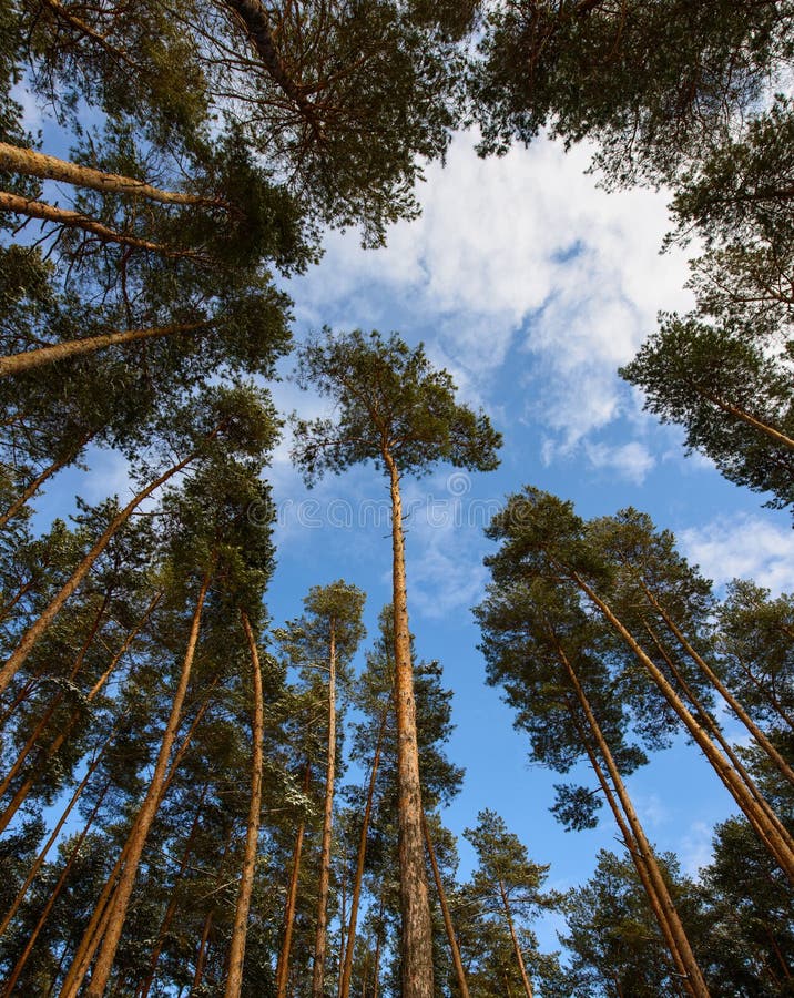 Pines stock image. Image of blue, beautiful, pine, scenery - 36621963