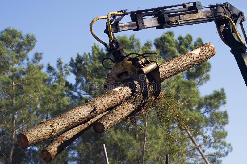 Pines being carried stock photo. Image of construction - 1485052
