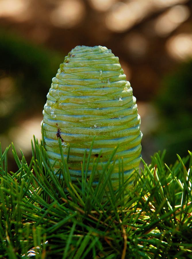 Pines of cedar stock image. Image of ceder, forest, summer - 3047847