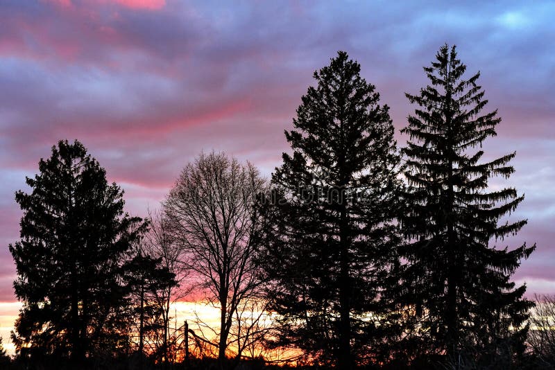 Pines and Colors stock image. Image of flare, dark, background - 239233147