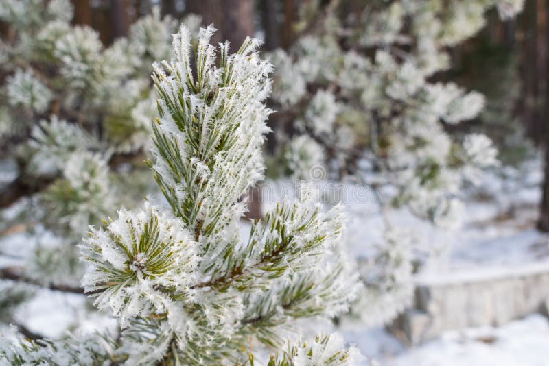 Pines in winter stock image. Image of frost, season - 111229551