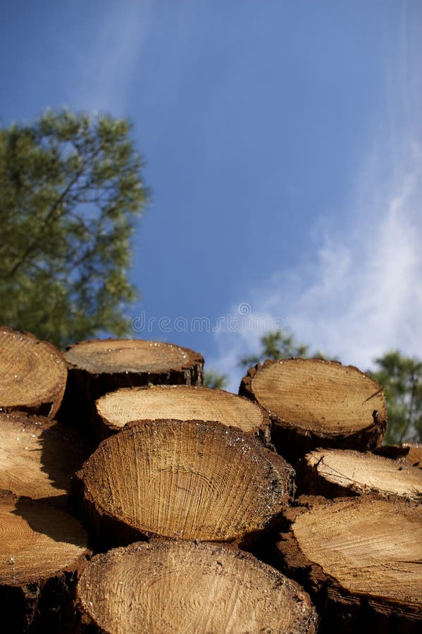 Pines cut stock image. Image of background, composition - 4537667