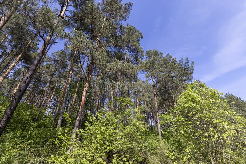 Pines and Deciduous Trees in a Mixed Forest in Spring Stock Photo ...