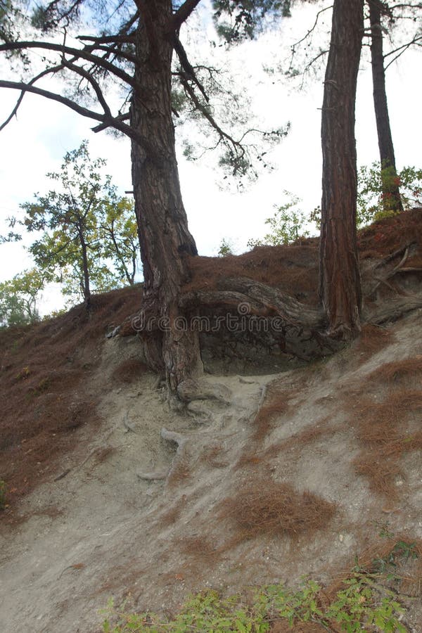 Pines on the Edge of the Abyss. Roots of Large Trees. Pines with Large ...