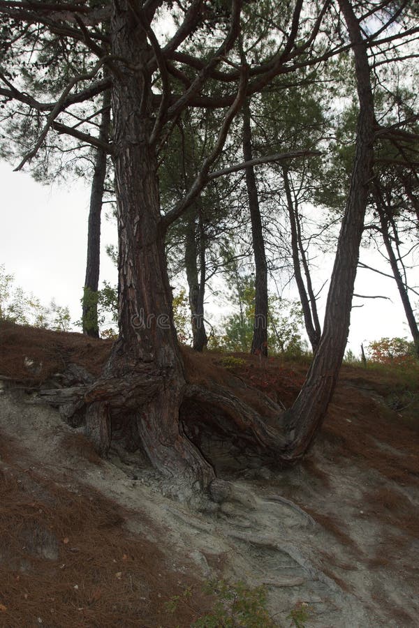 Pines on the Edge of the Abyss. Roots of Large Trees. Pines with Large ...