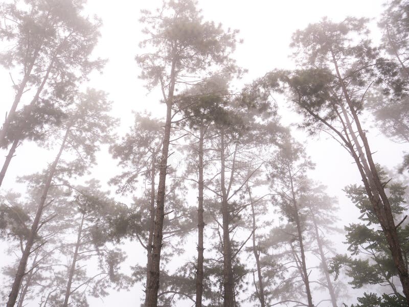 Pines Forest Growing in the Fog Stock Photo - Image of nature, detail ...