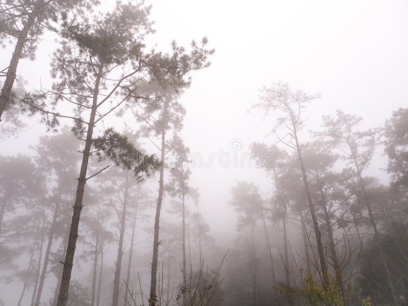 Pines Forest Growing in the Fog Stock Photo - Image of leaf, field ...