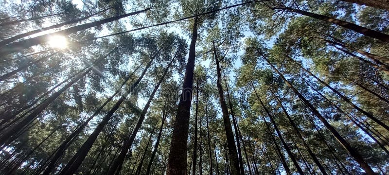 Pines Forest in Java, Indonesia Stock Photo - Image of forest, pines ...