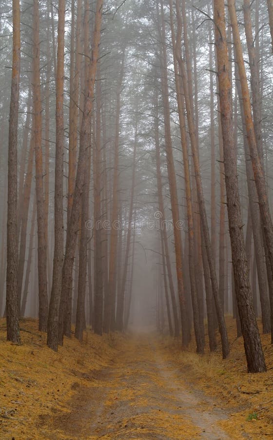 Pines in the forest. stock image. Image of colorful, coniferous - 49490019