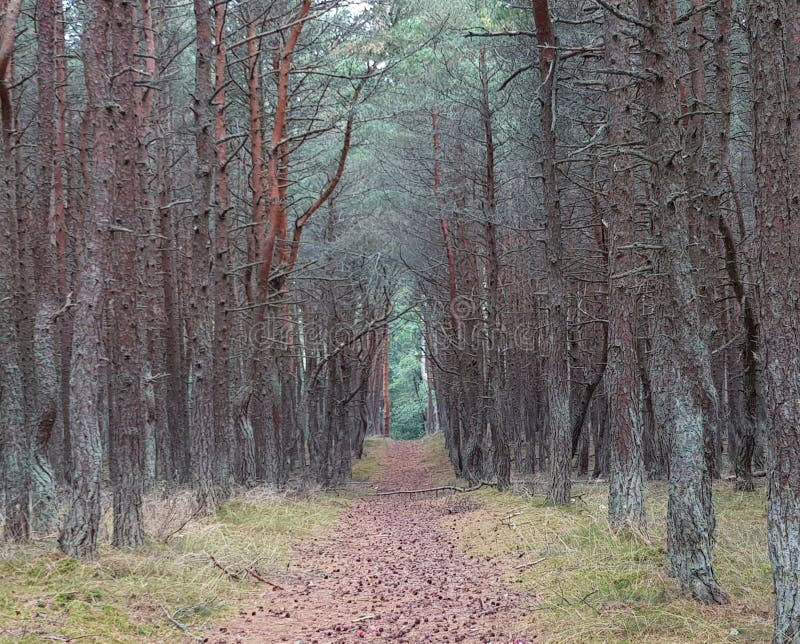 Pine Trees in the Forest with a Path in the Middle. Stock Image - Image ...