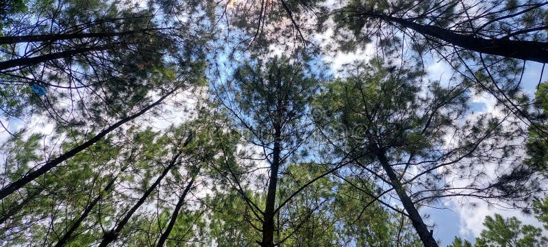 Pines forest wood leaves stock photo. Image of leaves - 270403772