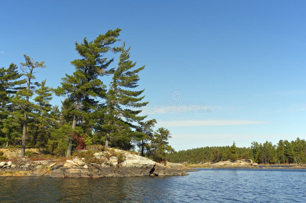Pines on the French River stock image. Image of shore - 28866311