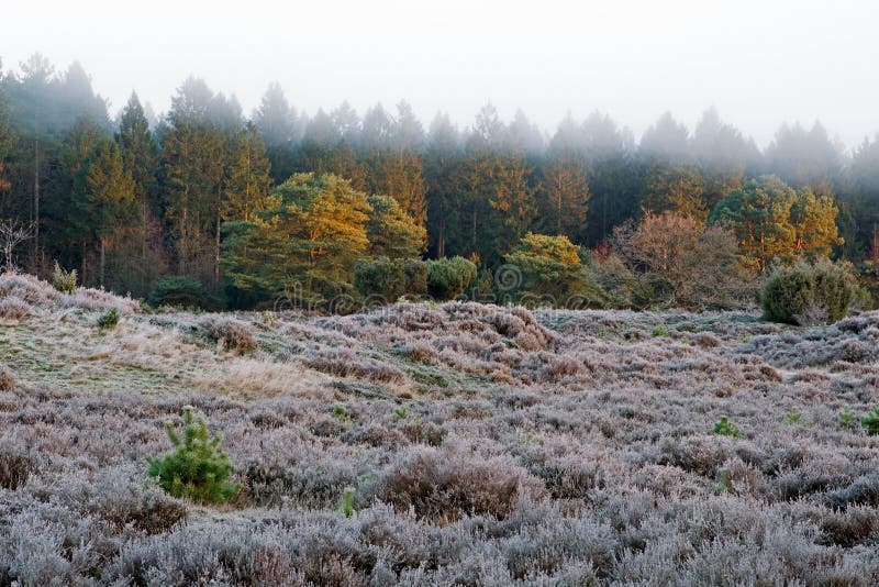 Pines Heather Light Rising Sun Stock Photos - Free & Royalty-Free Stock ...