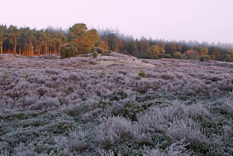Pines and Heather in the Light of the Rising Sun Stock Image - Image of ...