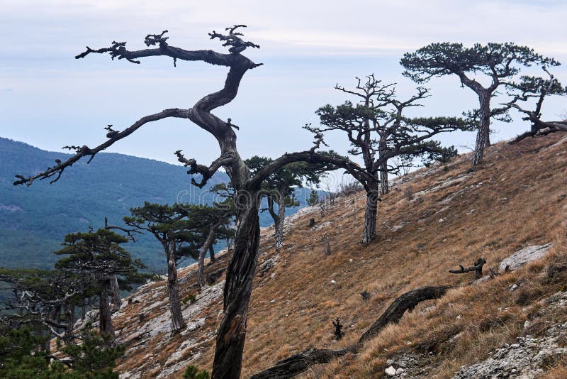 Pines on a Hillside Partially Dead after a Long-standing Fire Stock ...
