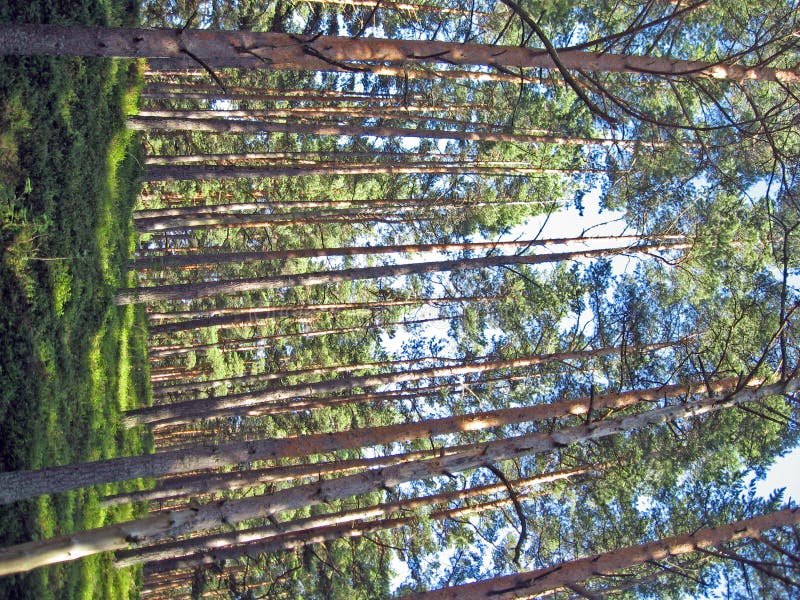 Pines for masts stock image. Image of wood, grow, mast - 33788703