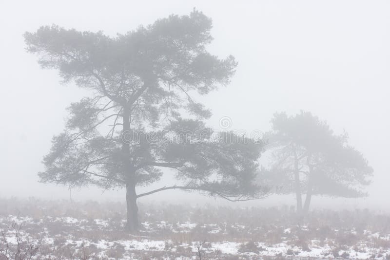 Pines in mist stock photo. Image of winter, landscape - 12592724