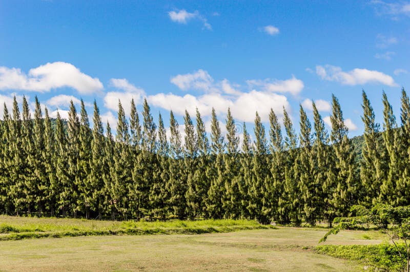 Pines planted in rows. stock photo. Image of tourism - 32919582