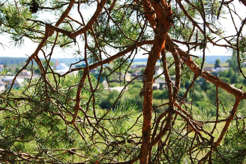 The Trunks of the Pines Stretch Towards the Blue Sky Stock Photo ...