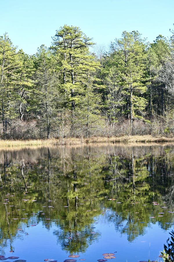 Pines Reflecting in Still Water Stock Image - Image of reflect, pines ...