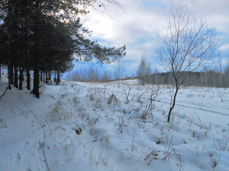 Pines and small tree. stock photo. Image of grove, bench - 112912210