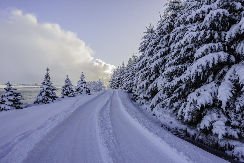 Pines in snow _ISM5030 stock image. Image of tree, track - 88375893