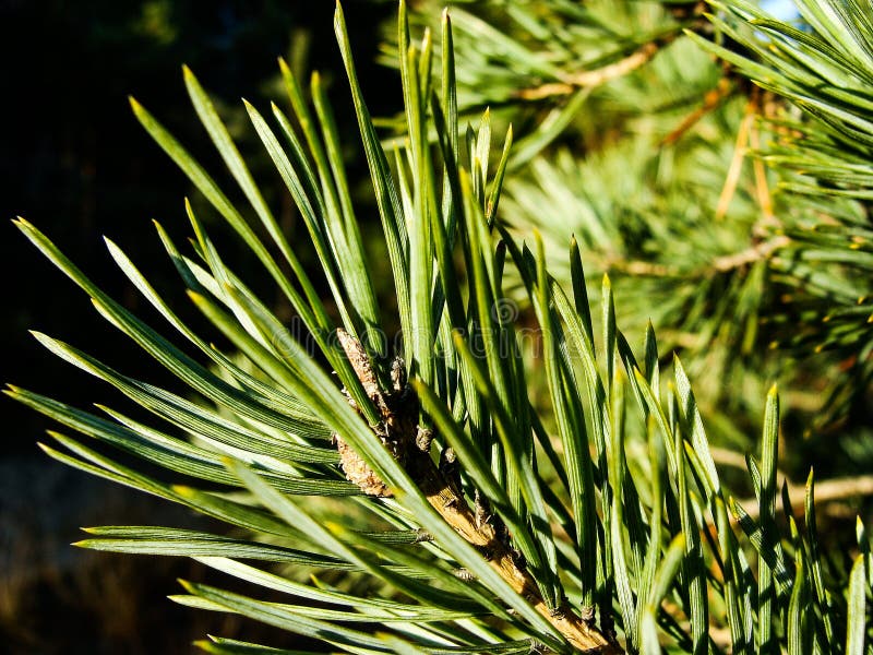 Pines stock photo. Image of closeup, summer, needles - 95781986