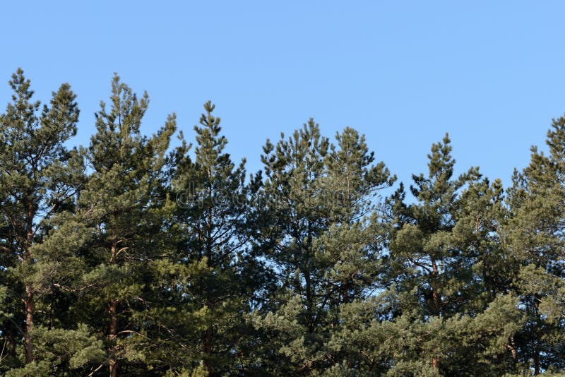 Pines in the Spring Forest on a Background of Blue Sky Stock Photo ...