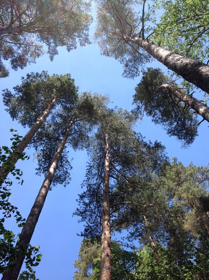 Pines stretch into the sky stock image. Image of forest - 117589437